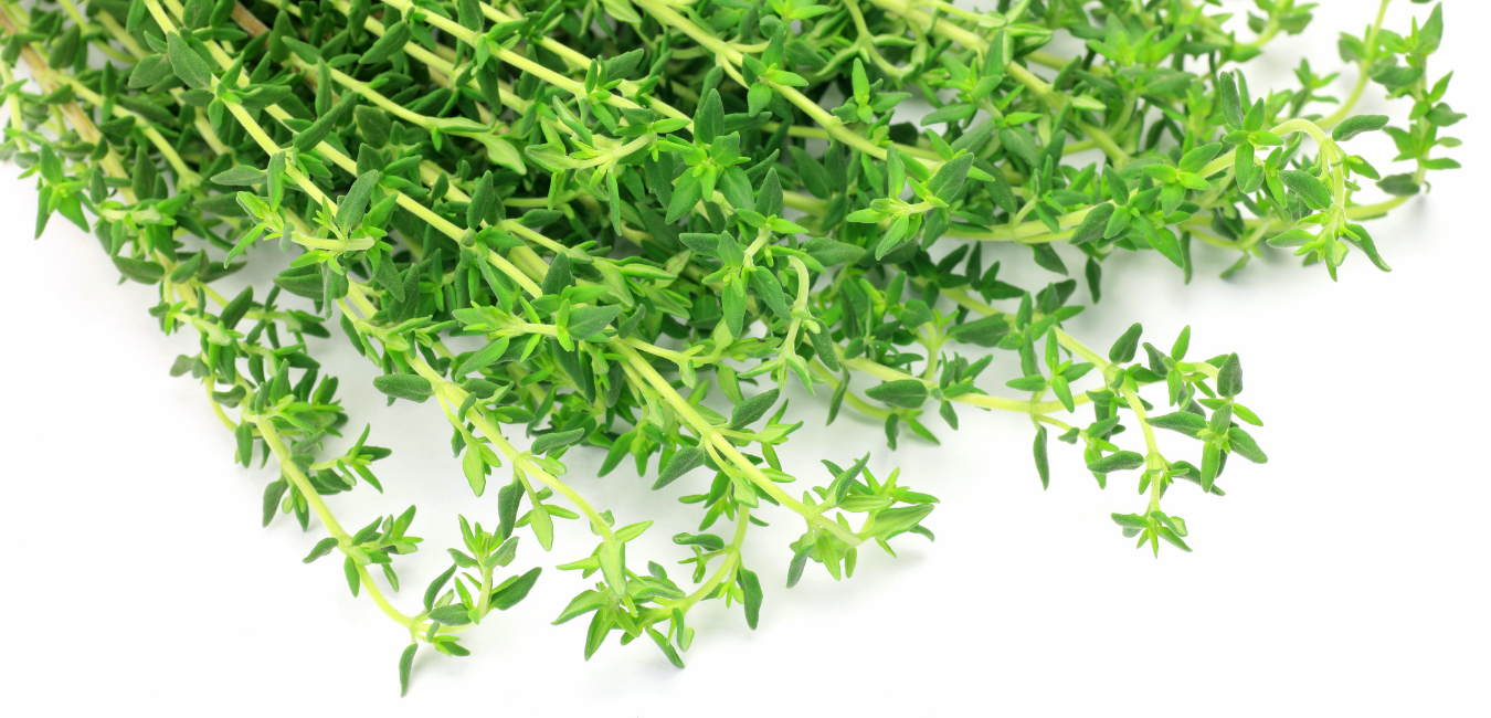 Thyme - Blisspointers